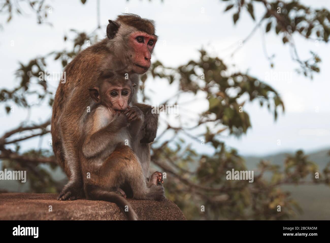 two monkeys sitting on a wall Stock Photo - Alamy
