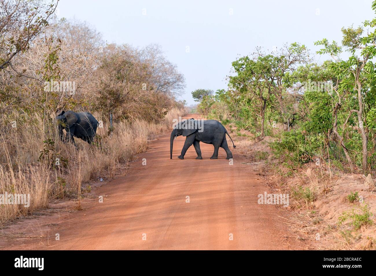 Africa, West Africa, Burkina Faso, Pô region, Nazinga national park. A ...