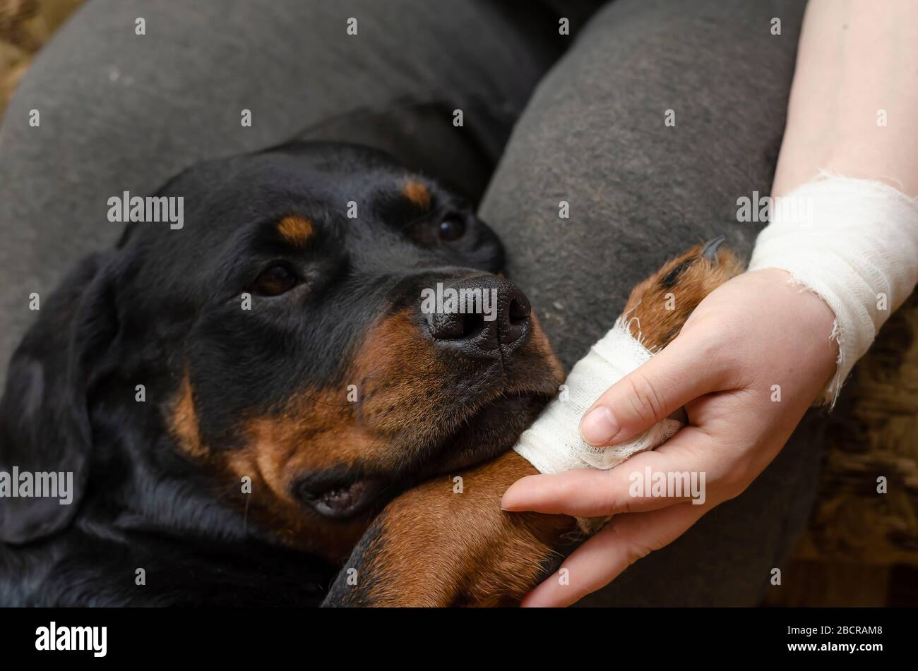 A sick dog sits at the owner s feet. Rottweiler with bandaged paw. Dog ...