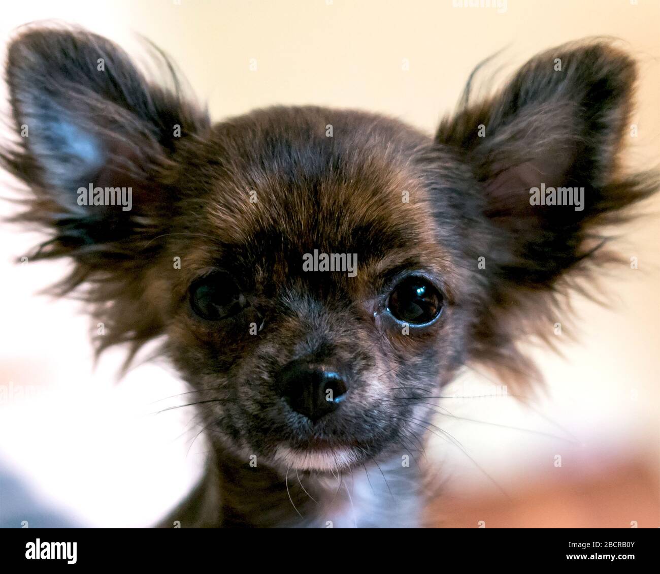 Cute and handsome dog Stock Photo - Alamy