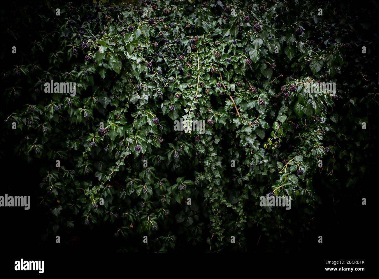 Cold scary tones over bush in dark green tones Stock Photo - Alamy