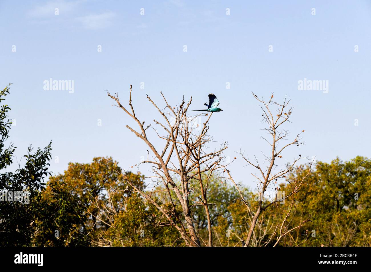 Nazinga reserve hi-res stock photography and images - Alamy