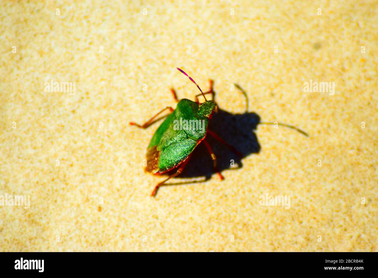 green shield bug Stock Photo - Alamy