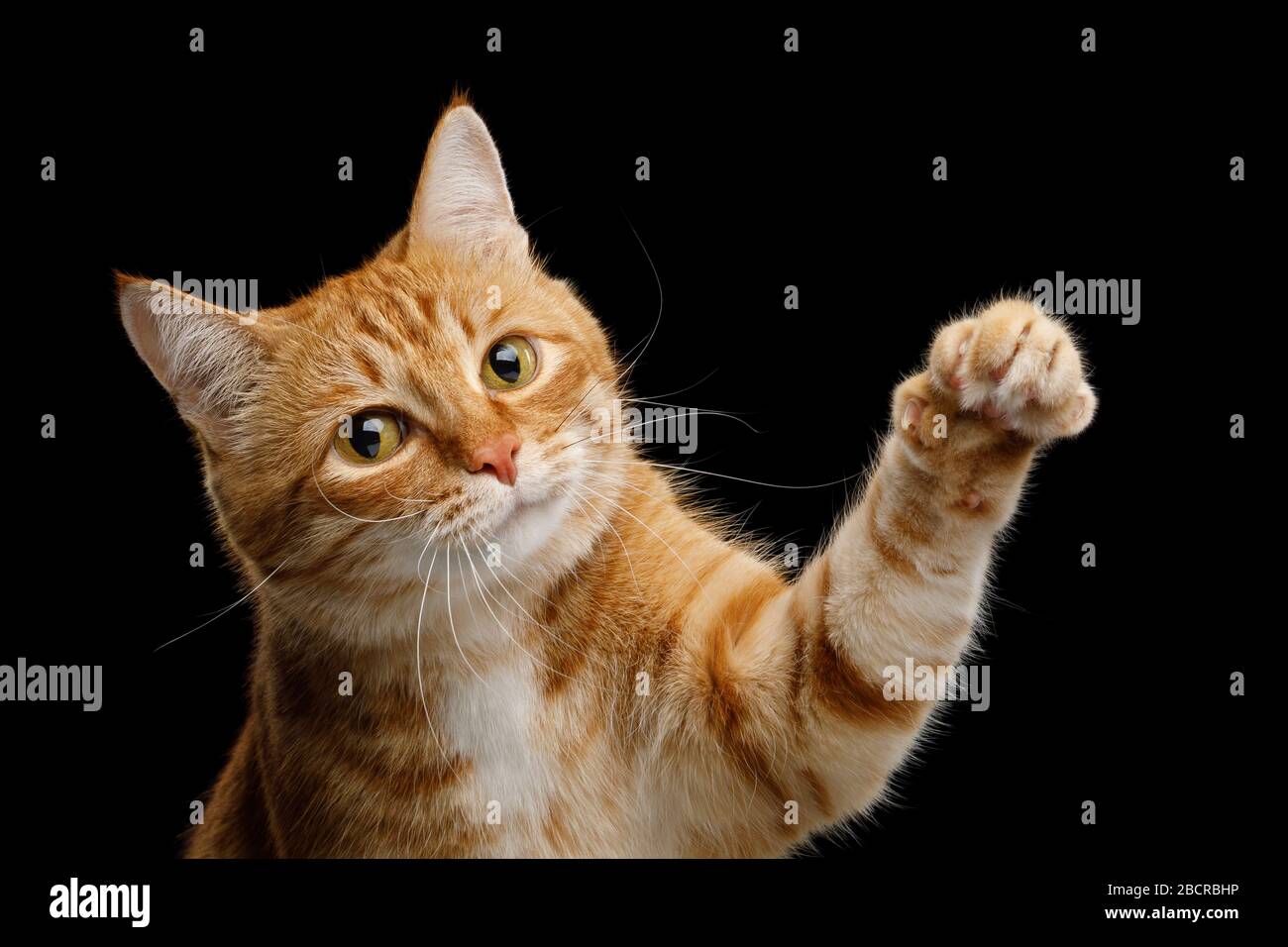 Orange tabby cat hi-res stock photography and images - Alamy