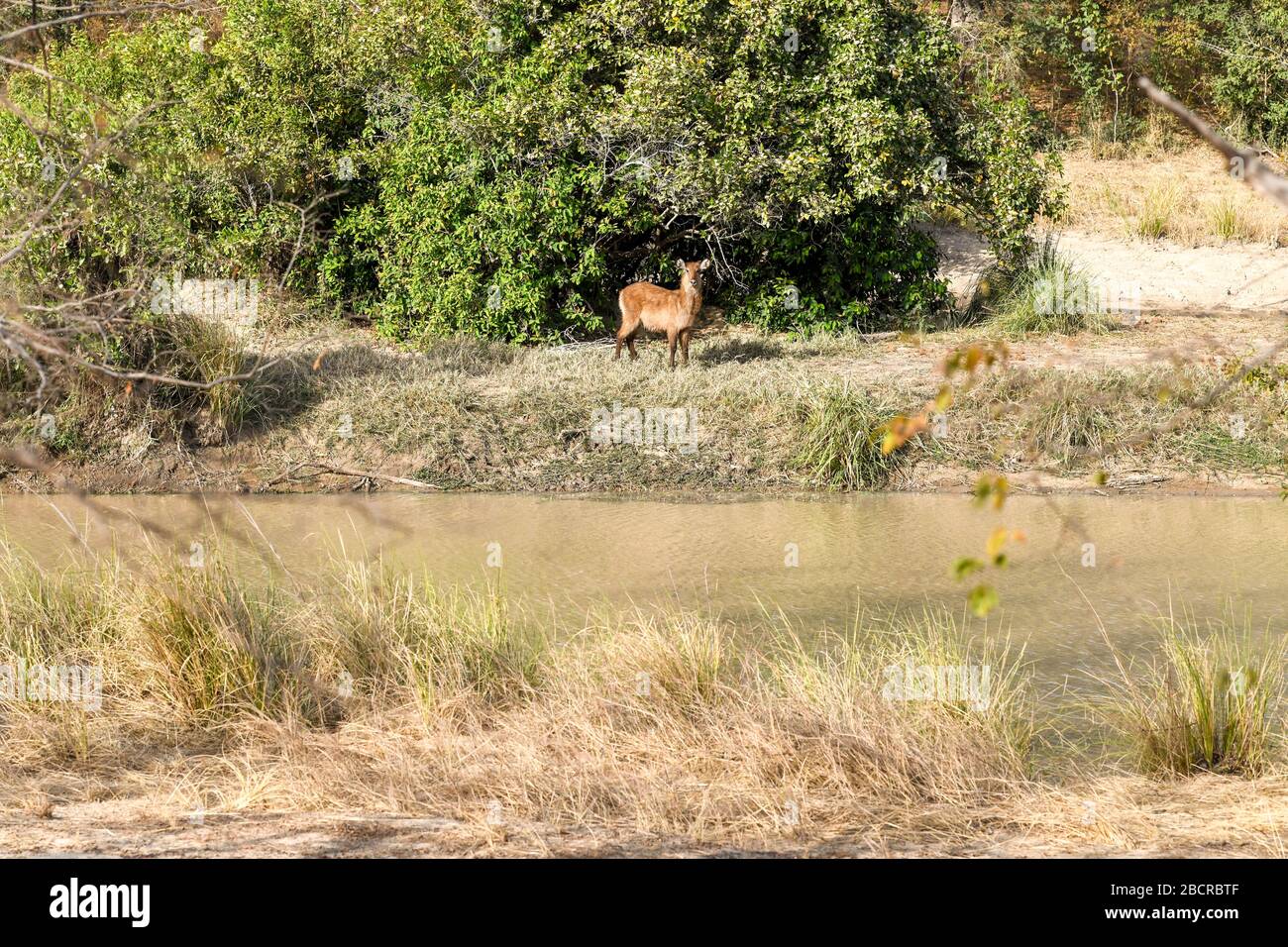 Nazinga reserve hi-res stock photography and images - Alamy