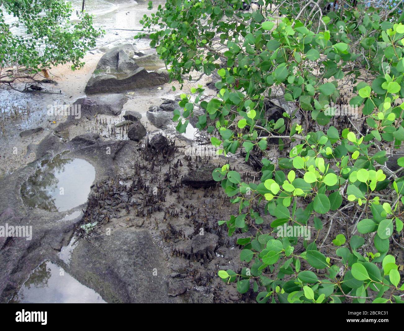 Mangrove swamp with pneumatophore roots Stock Photo - Alamy