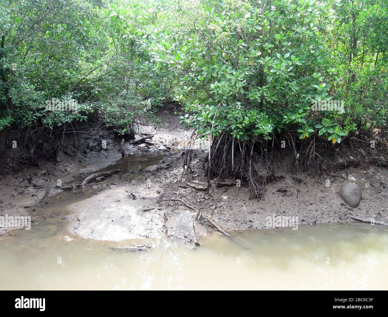 Mangrove swamp during low tide Stock Photo - Alamy