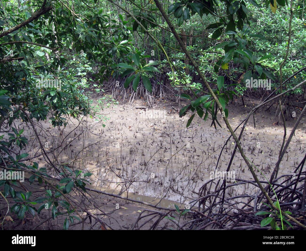 Mangrove swamp with pneumatophore roots Stock Photo - Alamy