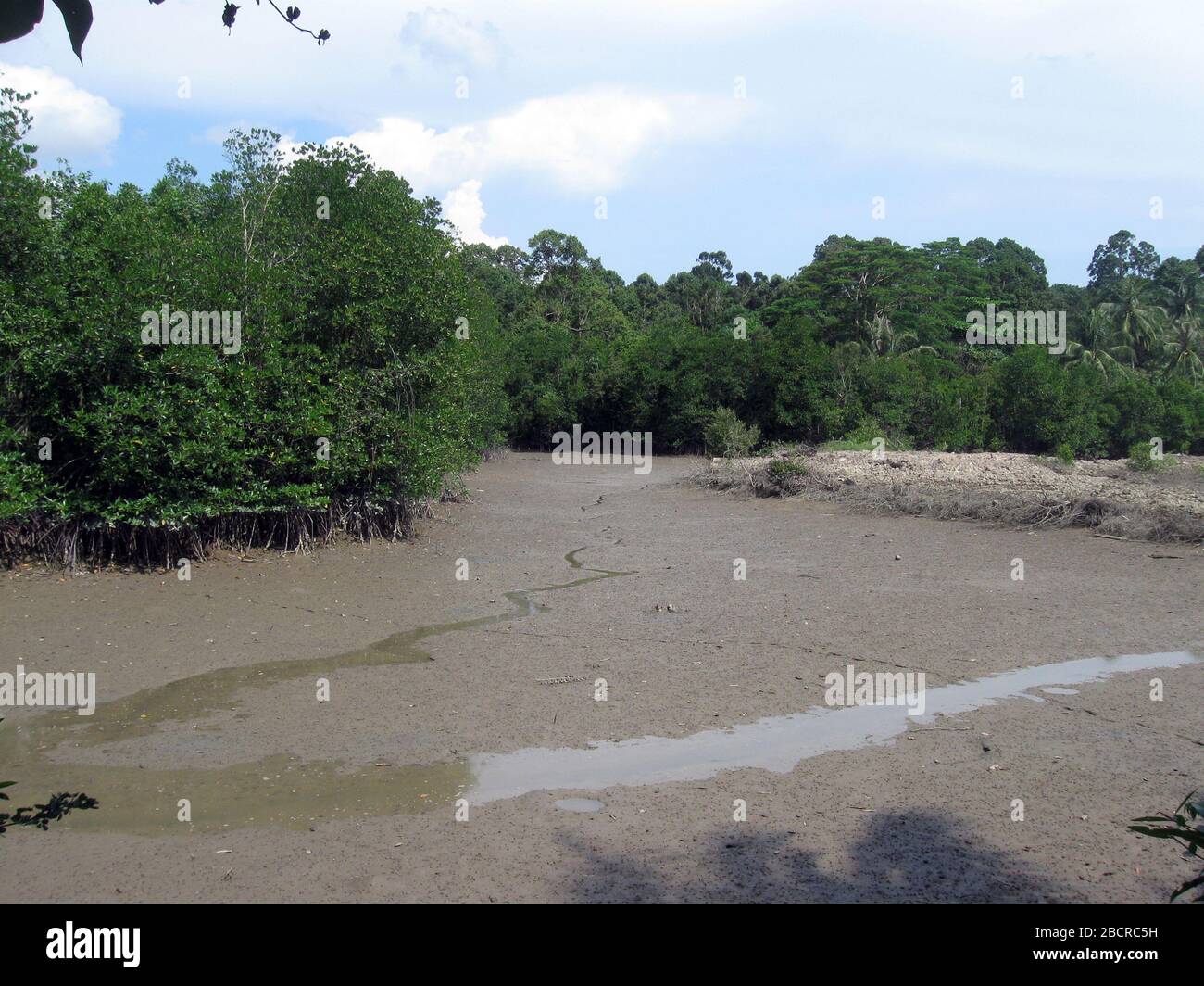 Mangrove swamp during low tide Stock Photo - Alamy