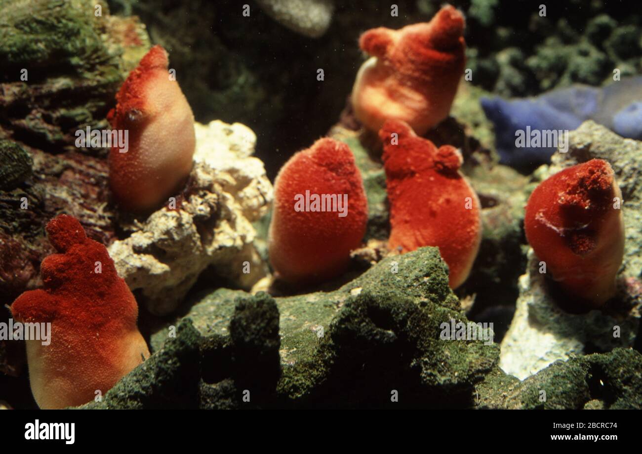 Red tunicate hi-res stock photography and images - Alamy