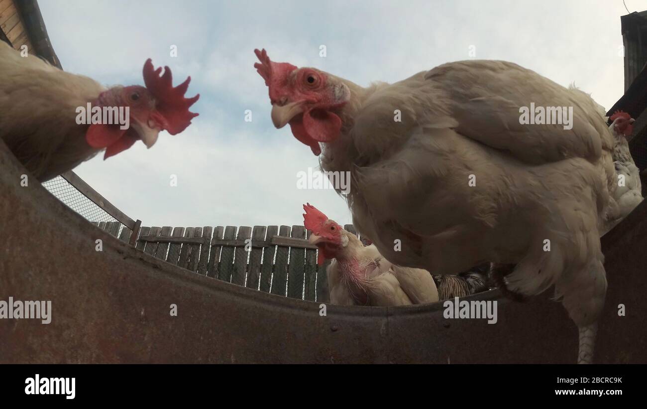 Hackle chickens hi-res stock photography and images - Alamy