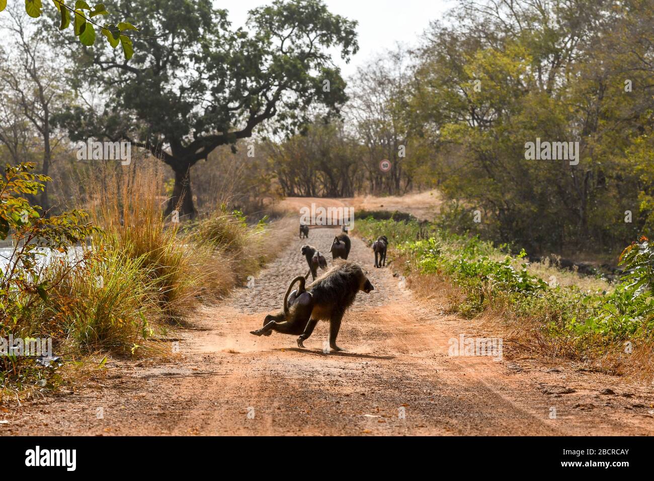 Africa, West Africa, Burkina Faso, Pô region, Nazinga national park. A ...