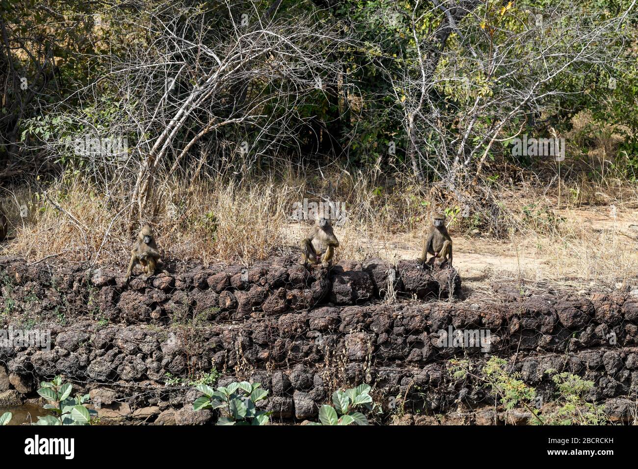 Africa, West Africa, Burkina Faso, Pô region, Nazinga national park ...