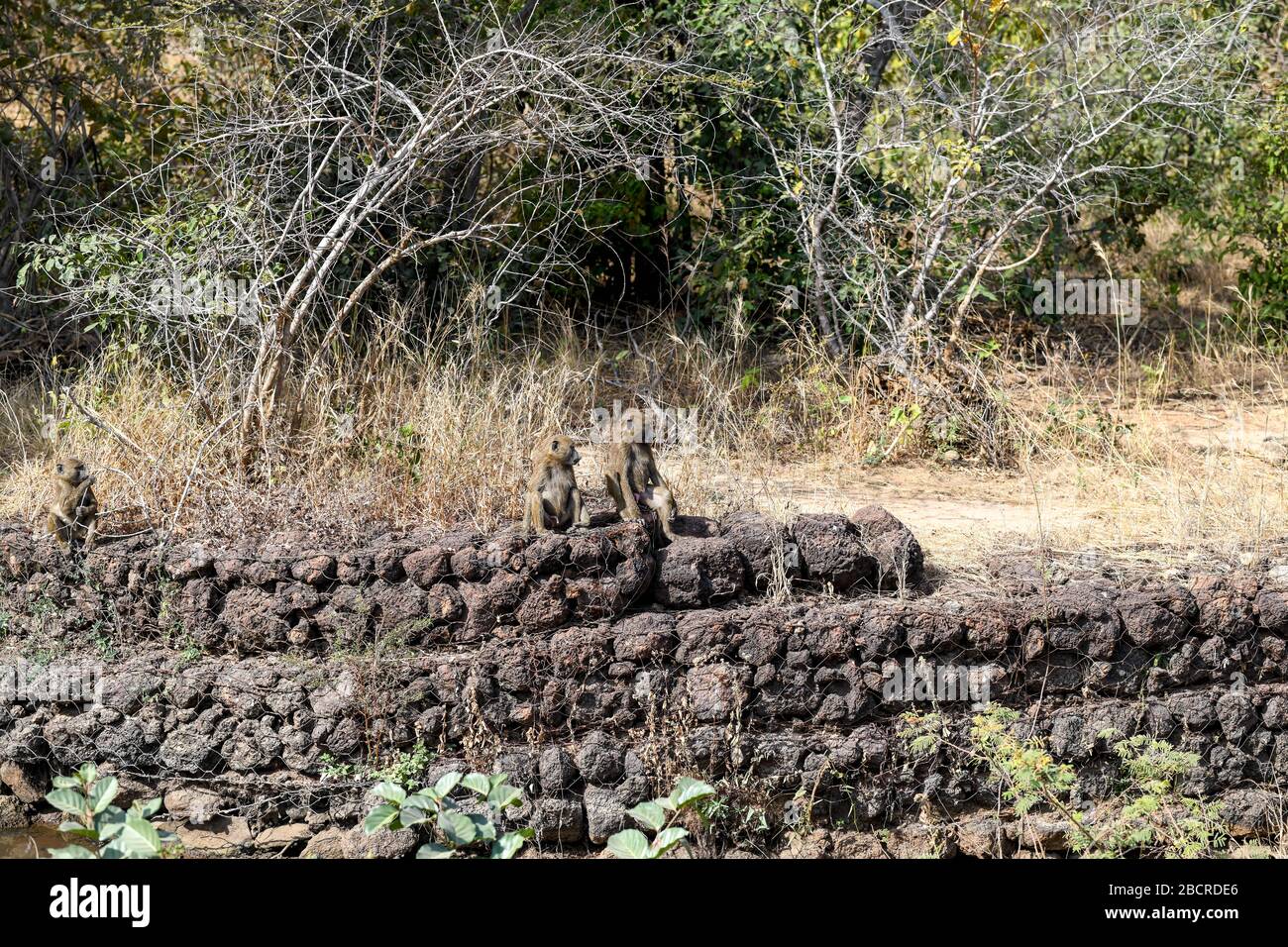 Africa, West Africa, Burkina Faso, Pô region, Nazinga national park ...