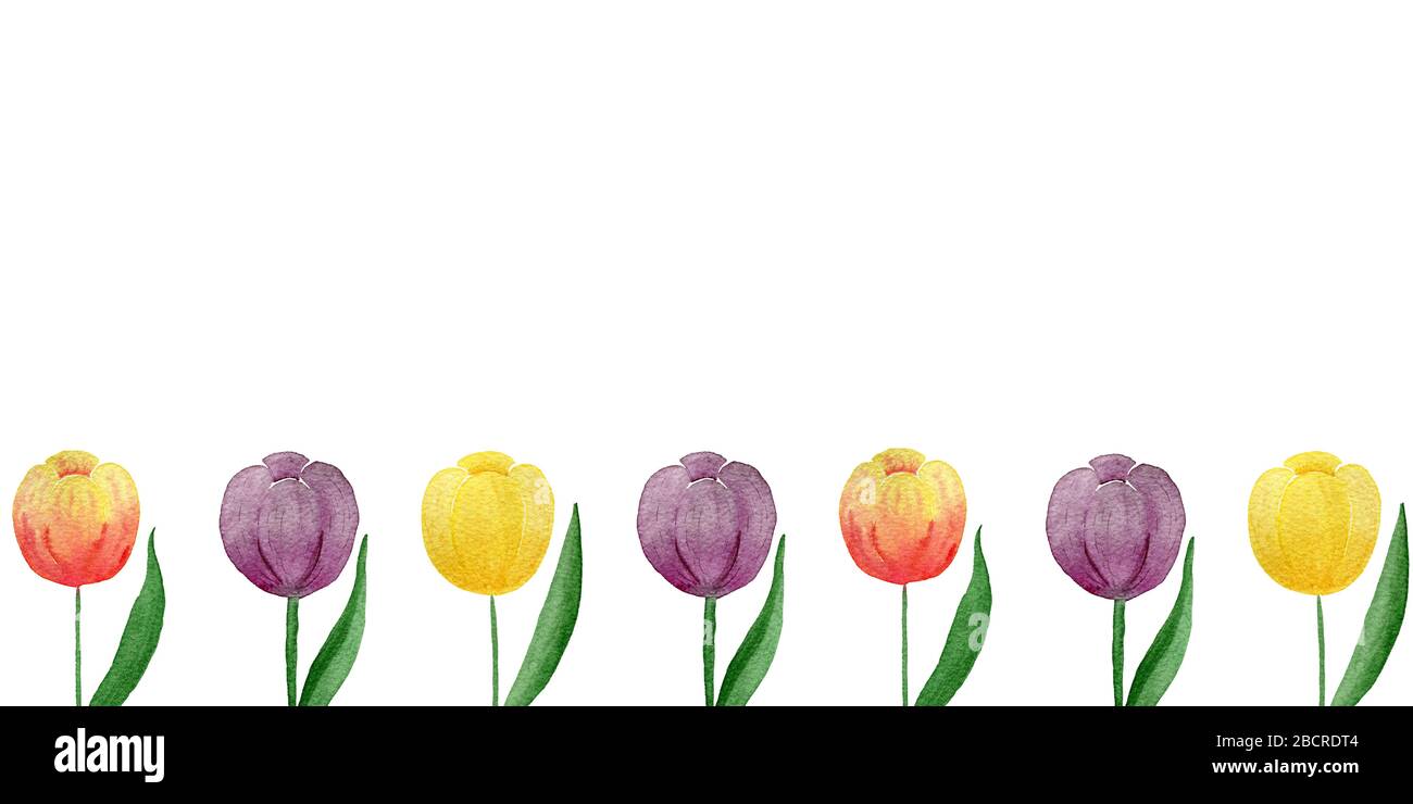 Tulips Clipart Border