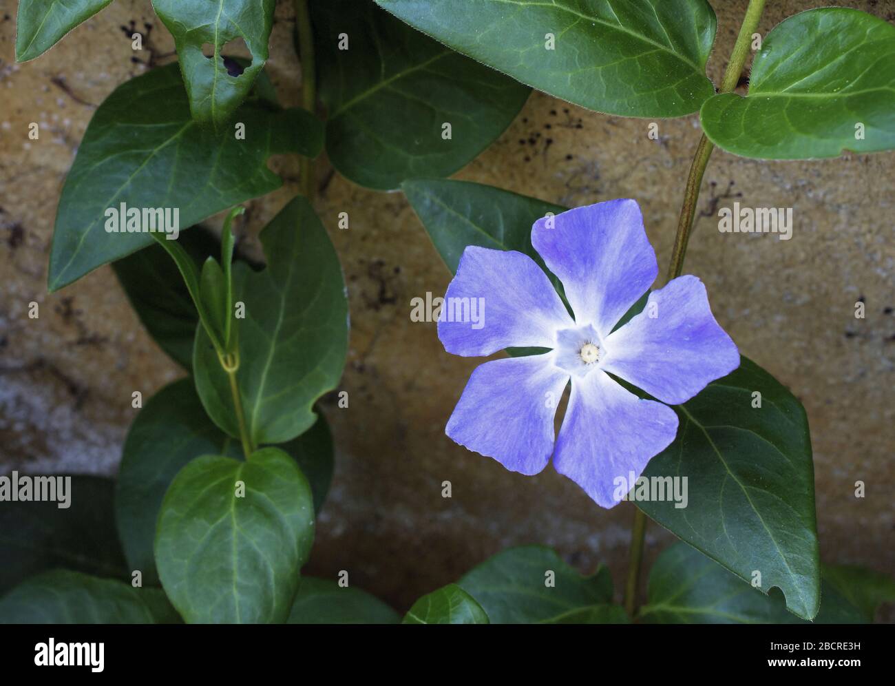 Plant of red Japanese acer Stock Photo - Alamy