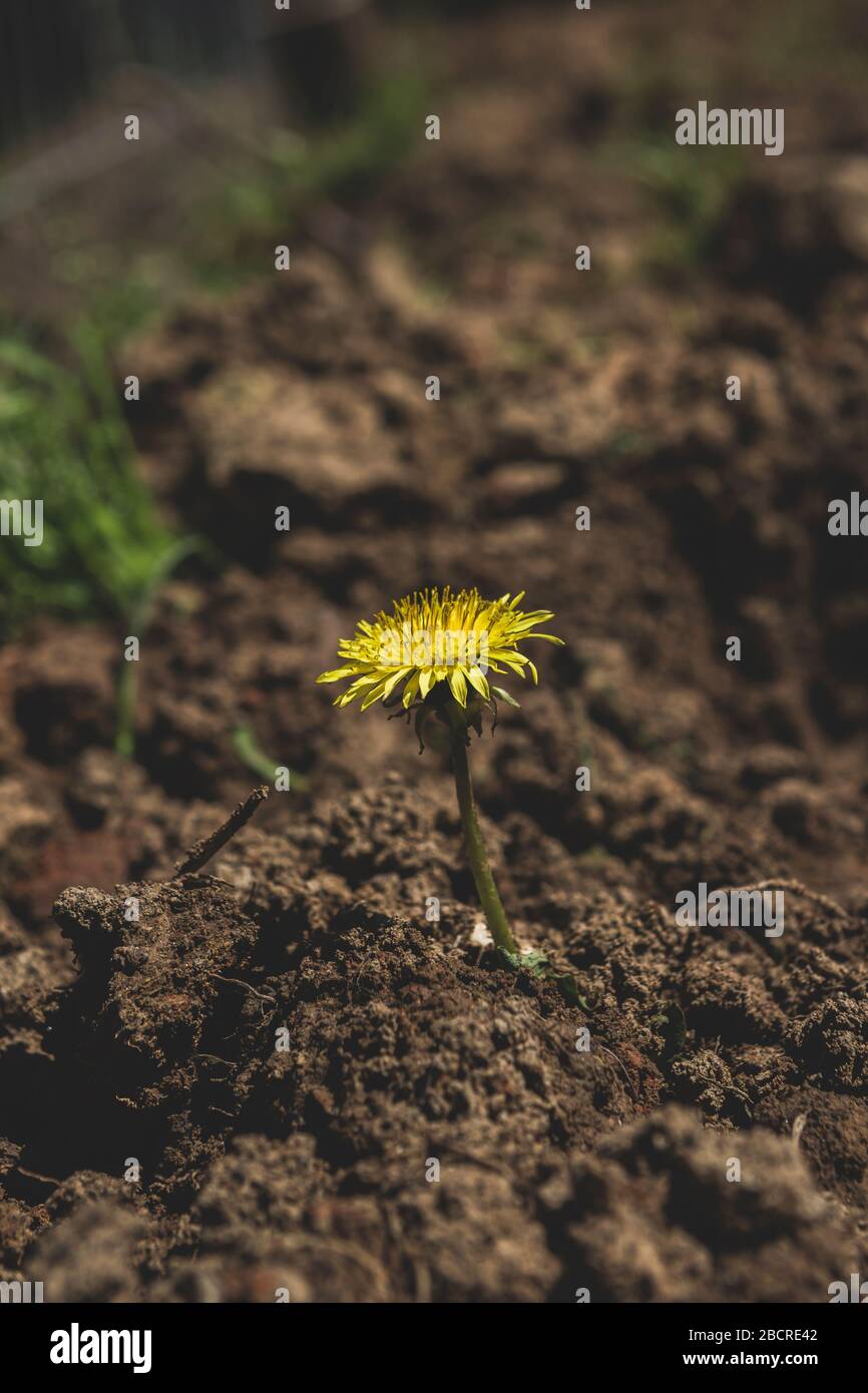 Wildflower growth hi-res stock photography and images - Alamy
