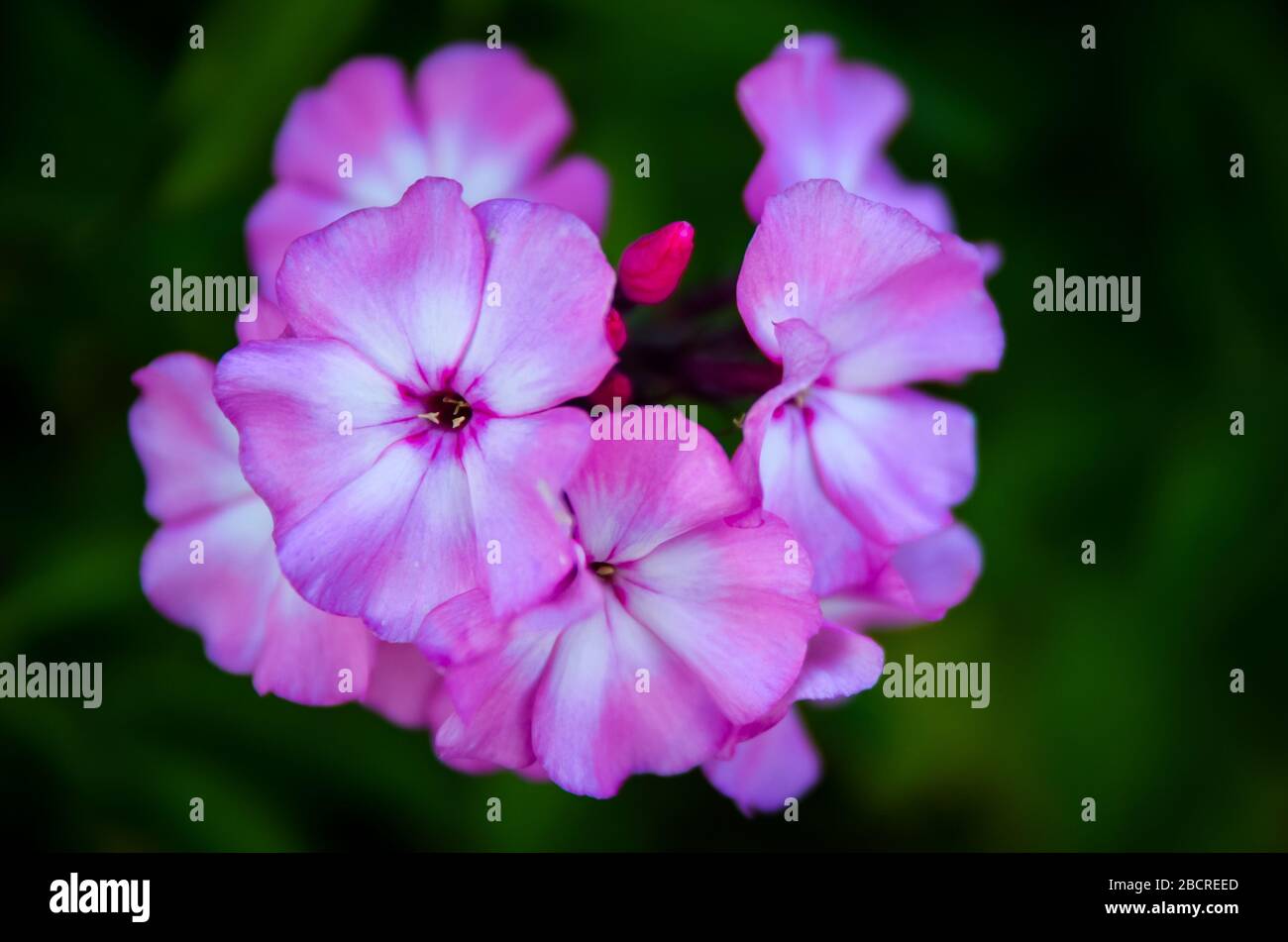 Gilliflower hi-res stock photography and images - Alamy