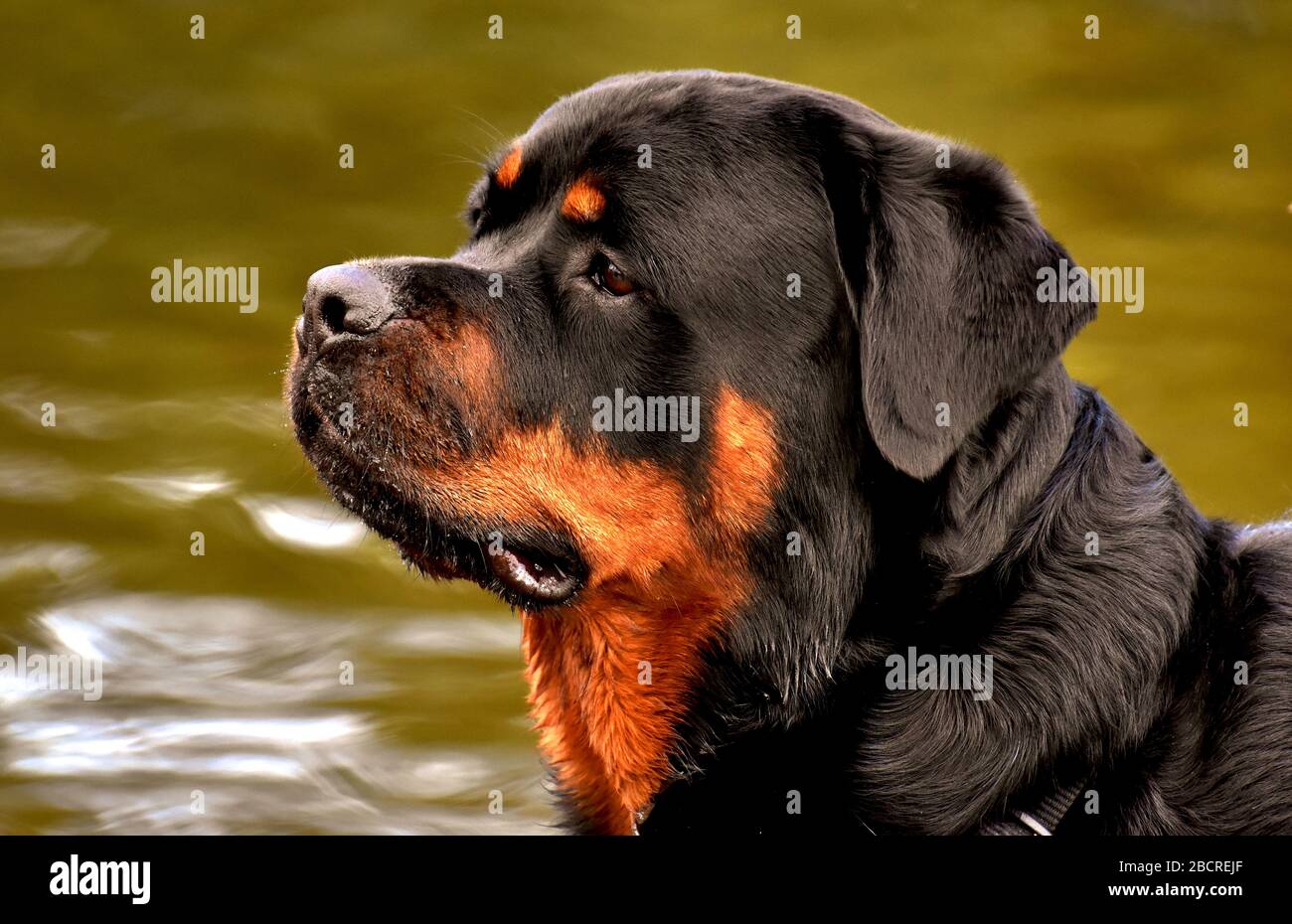 Cute and handsome dog Stock Photo - Alamy