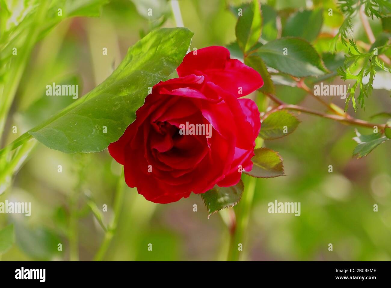 Blurred rose flower hi-res stock photography and images - Alamy