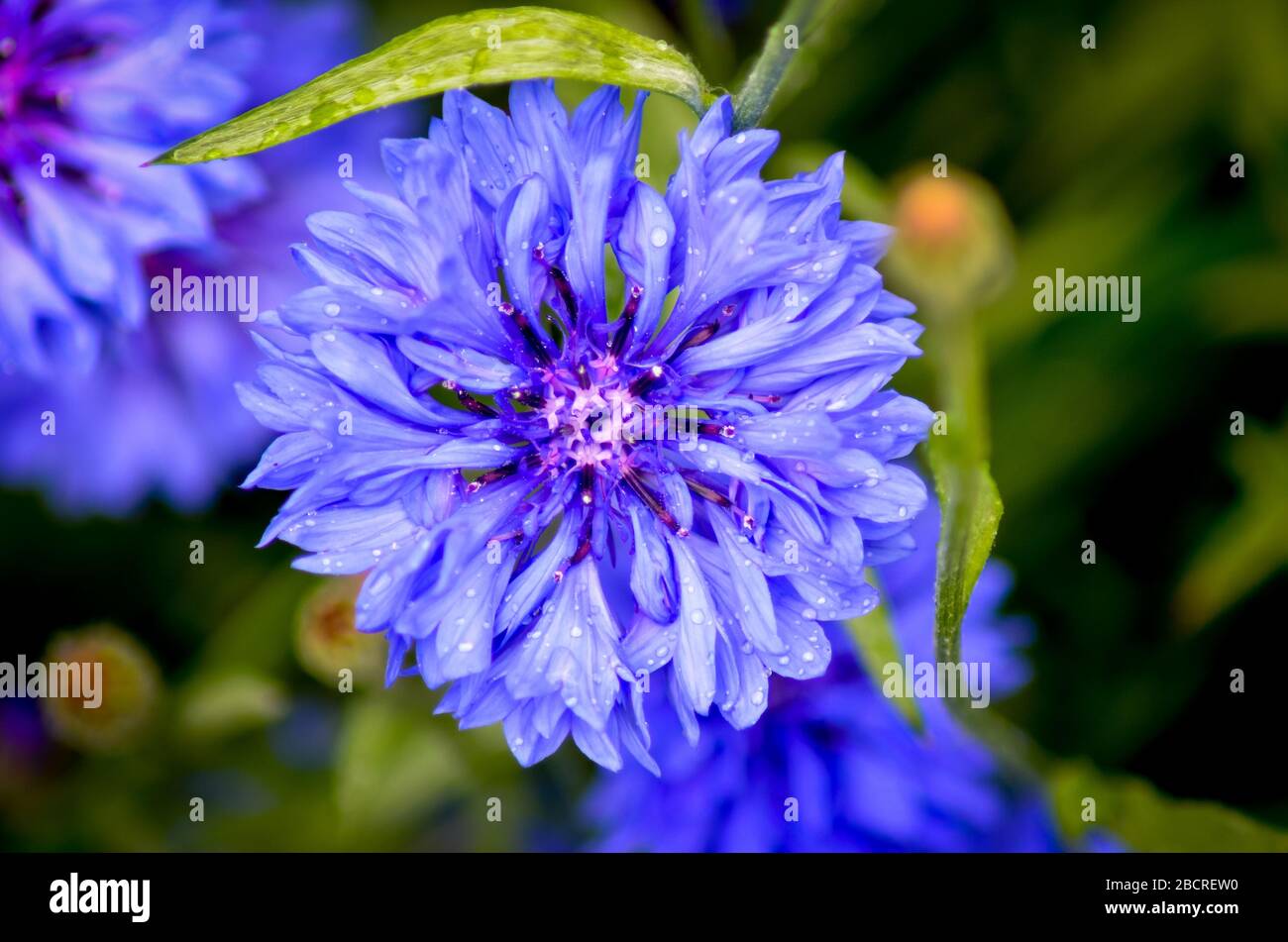 Blue cornflower in the garden after rain Stock Photo - Alamy