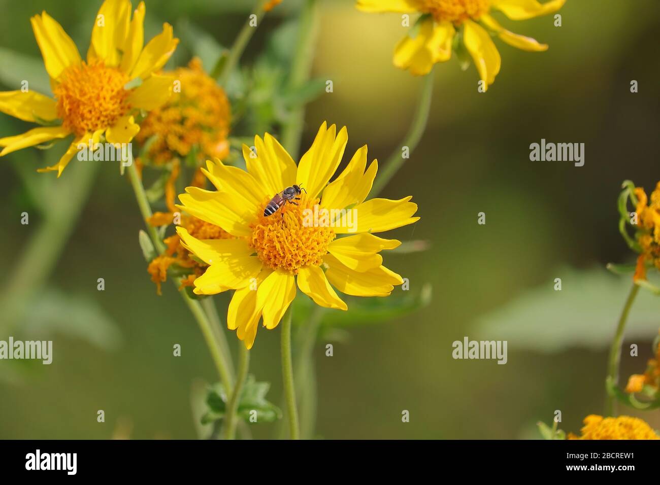 Yellow flower bees collecting nectar hi-res stock photography and ...