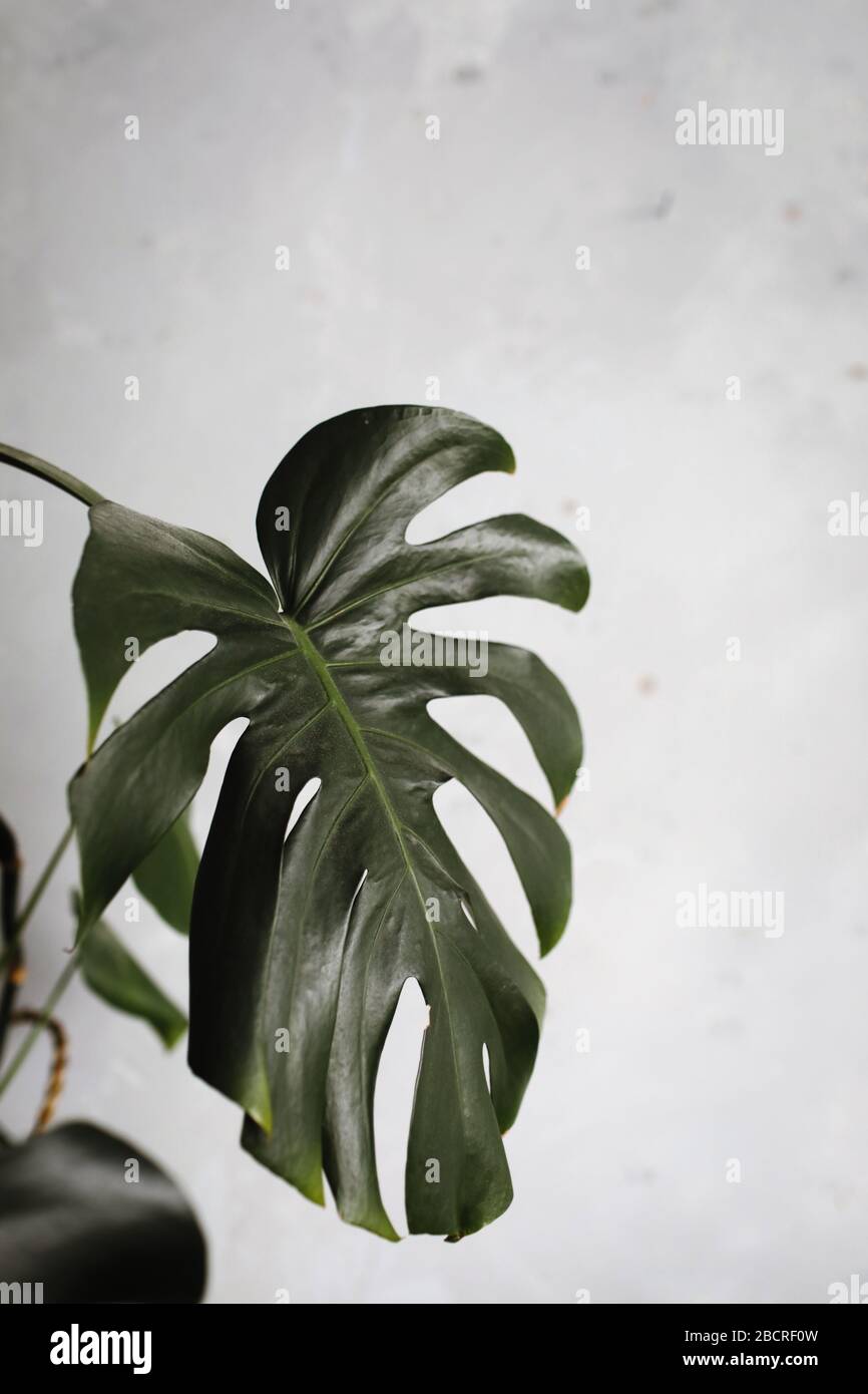 Dark green leaves of monstera or split-leaf philodendron, Monstera ...