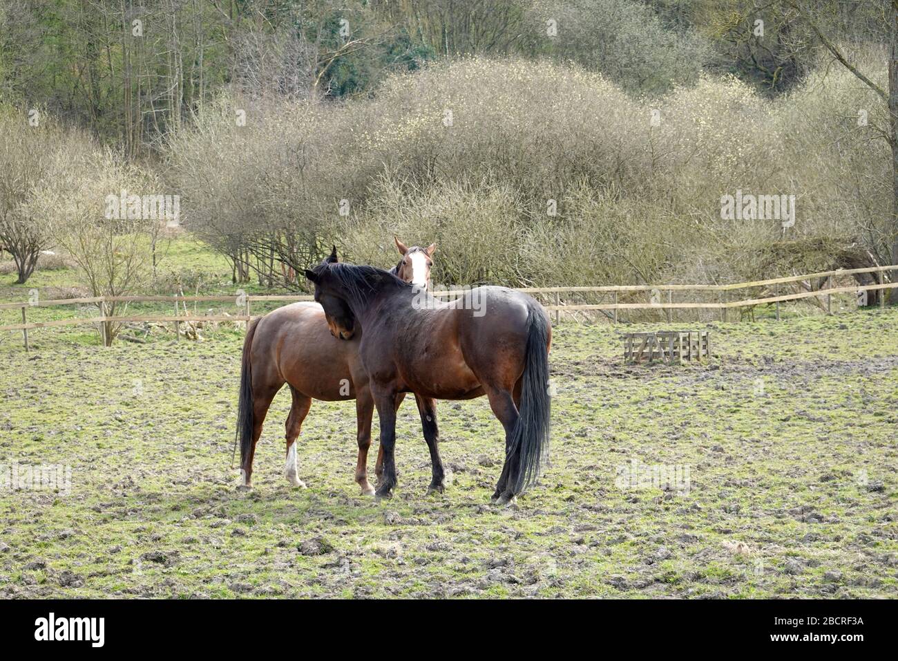 Two horses nuzzling up to each other Stock Photo - Alamy