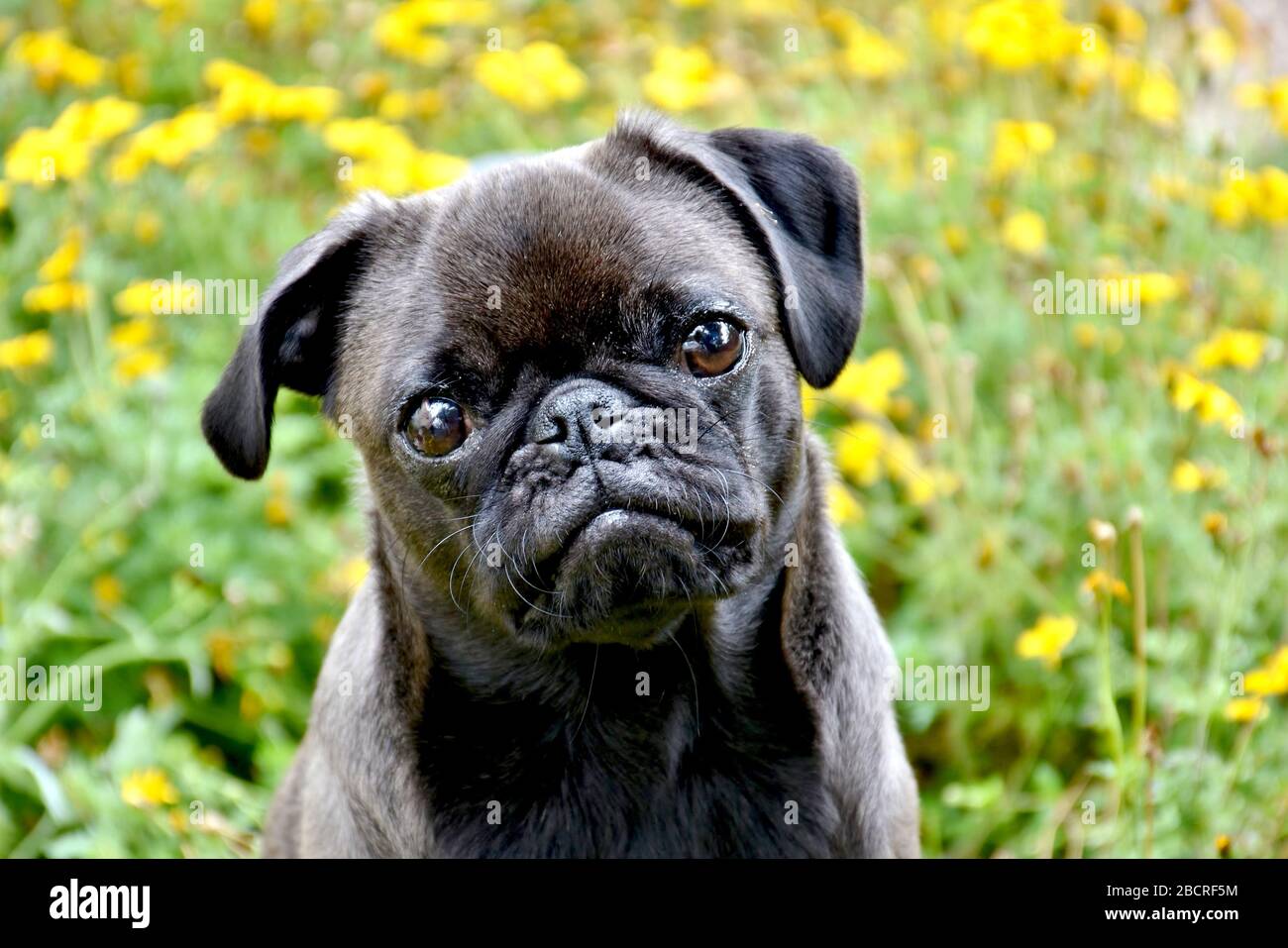 Cute and handsome dog Stock Photo - Alamy