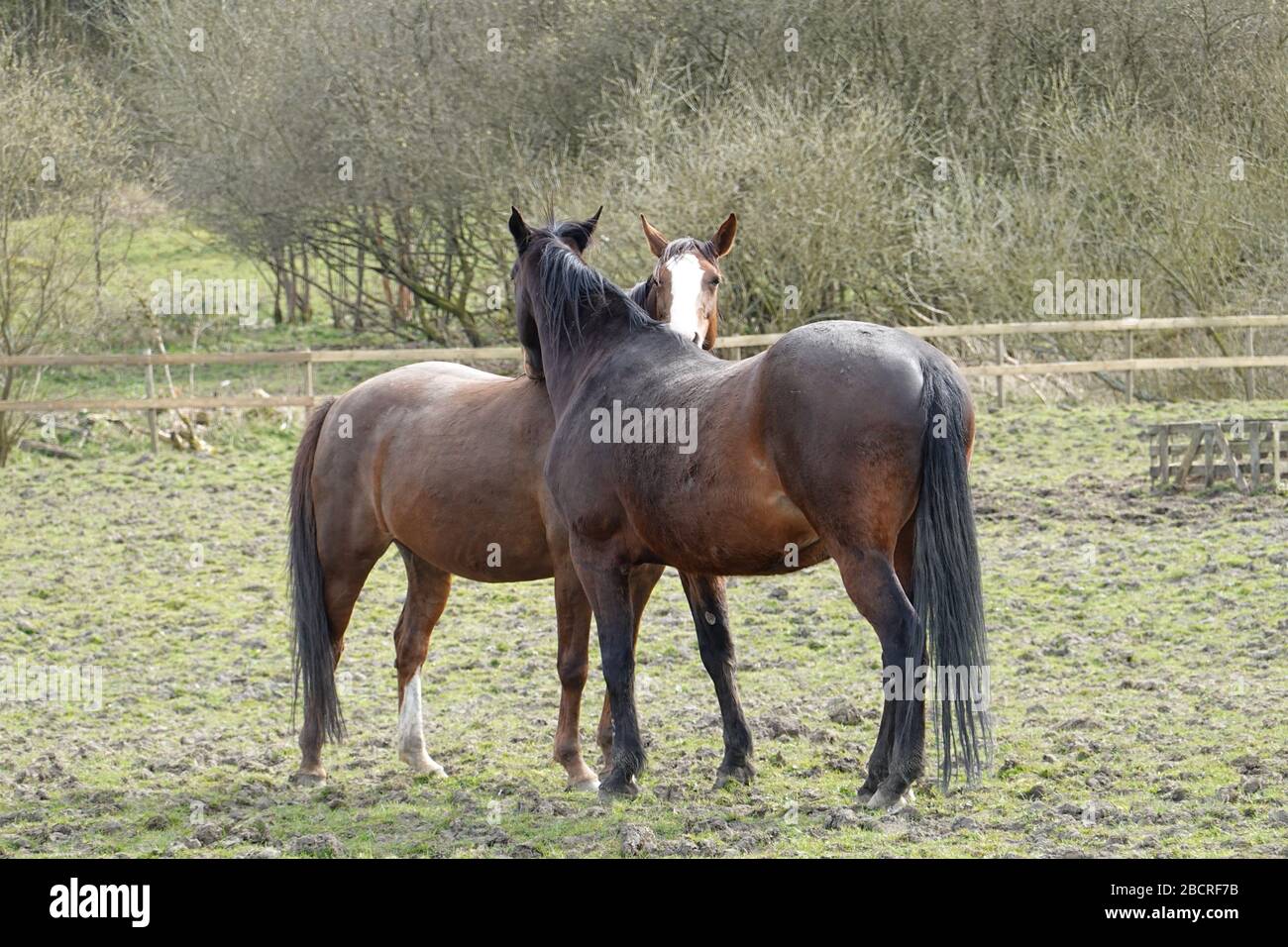 Horses showing affection hi-res stock photography and images - Alamy