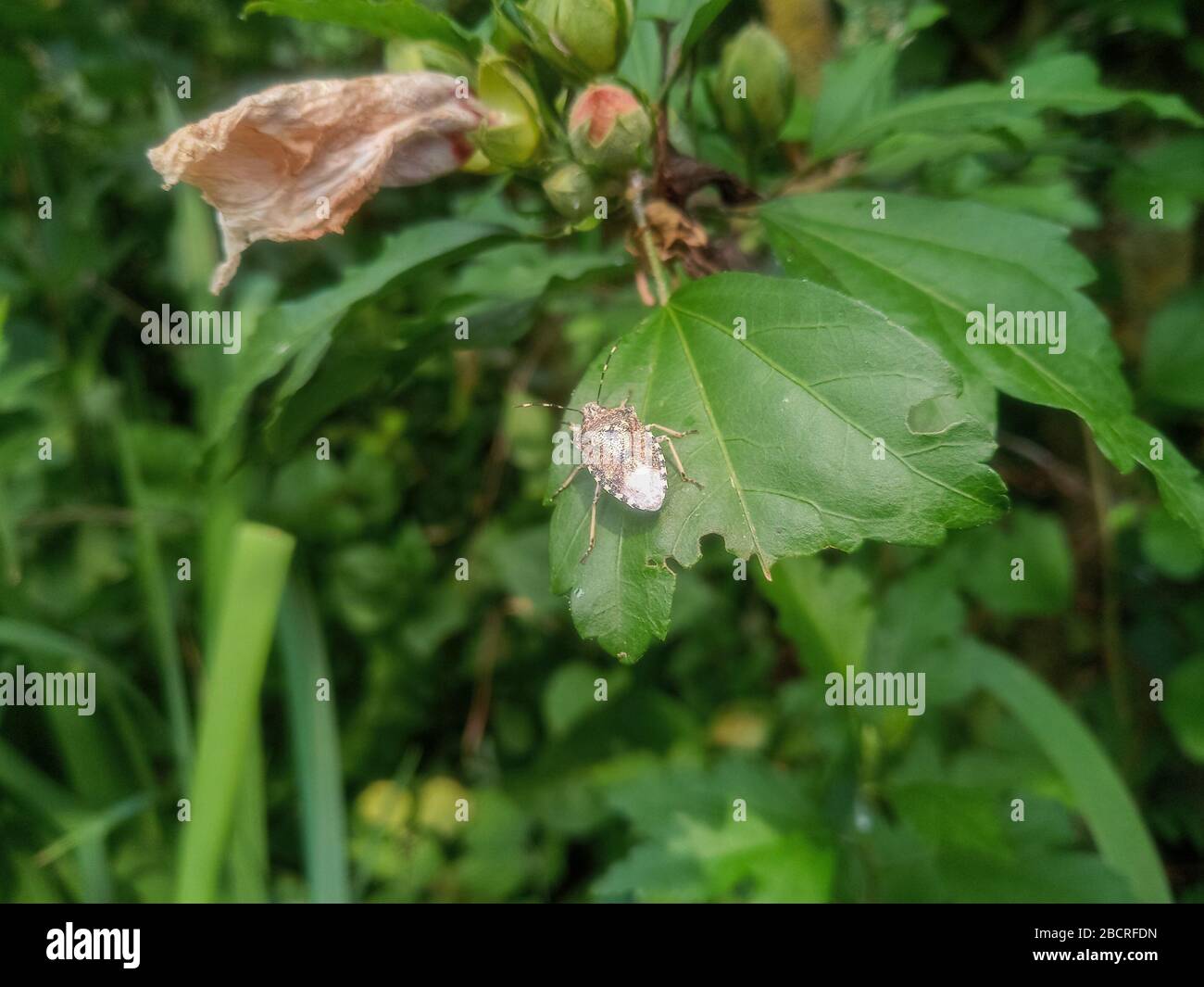 A bug on a leaf of a plant. Smelly bug of gray-brown color Stock Photo ...