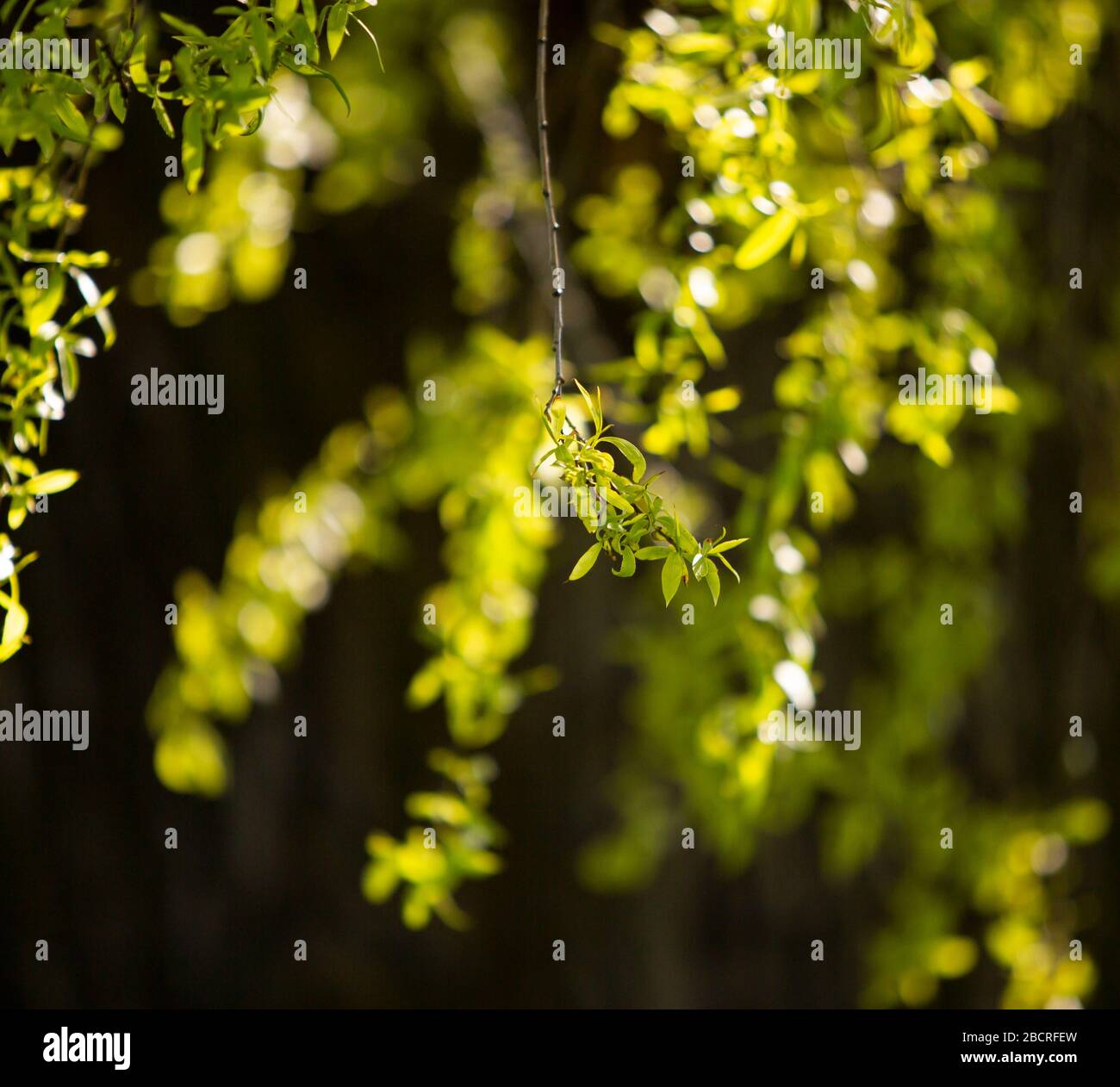 Long branch tree isolated hi-res stock photography and images - Alamy