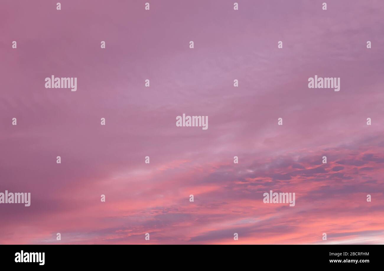 Bright vibrant purple colors hi-res stock photography and images - Alamy