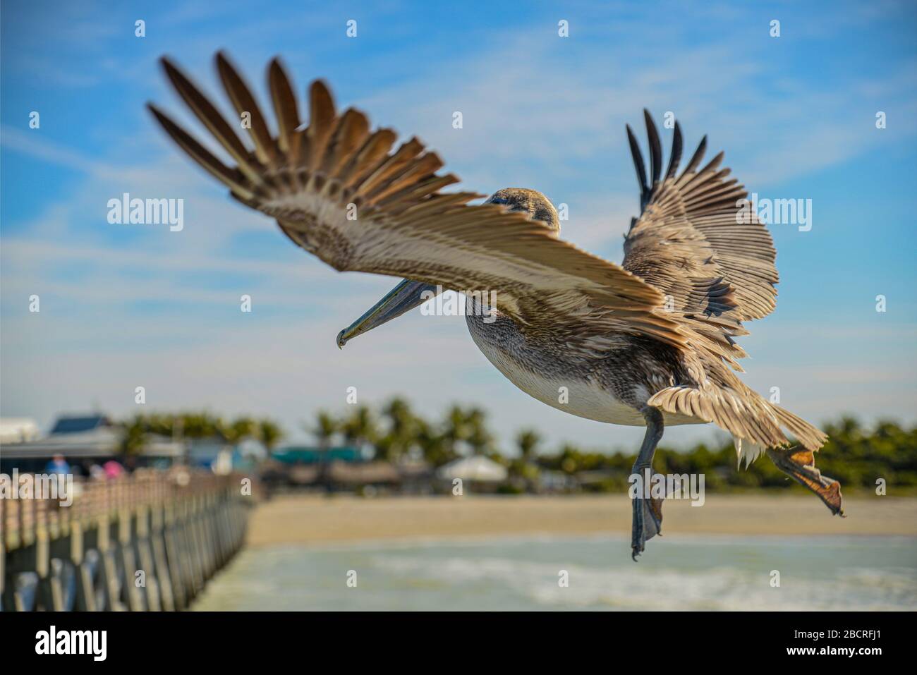 Flying pelican hi-res stock photography and images - Alamy