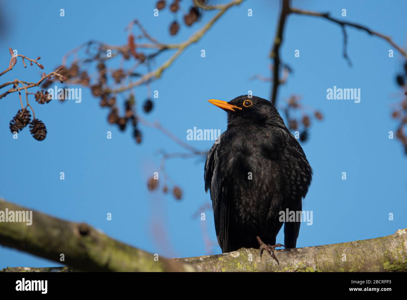 a close up of a blackbird looking into the camera and the sky is blue ...