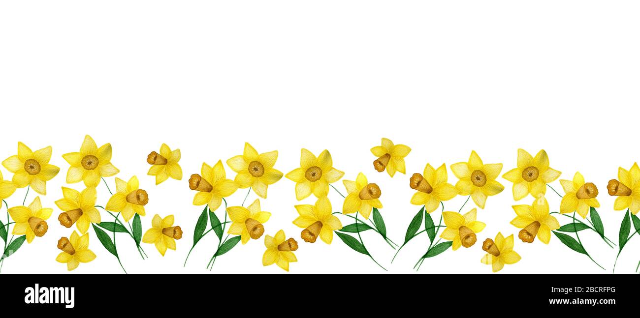 seamless decorative border with daffodil flowers, banner design with ...