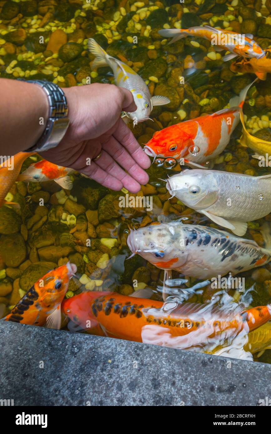 Vertical photo of man feeding Japanese Koi fish in the pond Stock Photo ...
