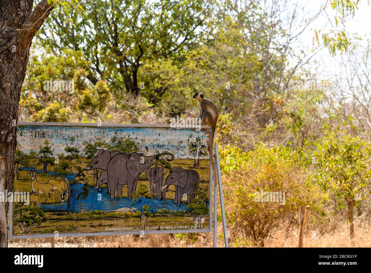 Africa, West Africa, Burkina Faso, Pô region, Nazinga national park. A ...