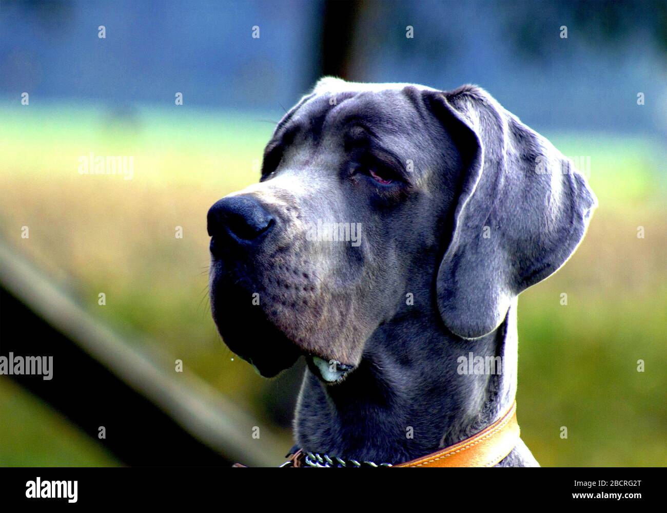 Cute and handsome dog Stock Photo - Alamy