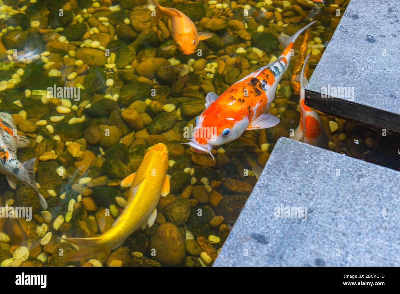 Cute Japanese Koi fish in the beautiful pond Stock Photo - Alamy