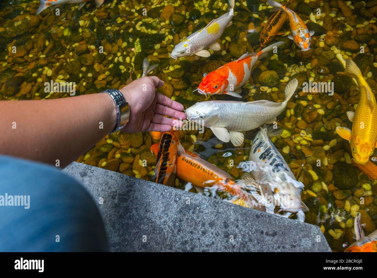 Man hand feeding Japanese Koi fish in the lake Stock Photo - Alamy