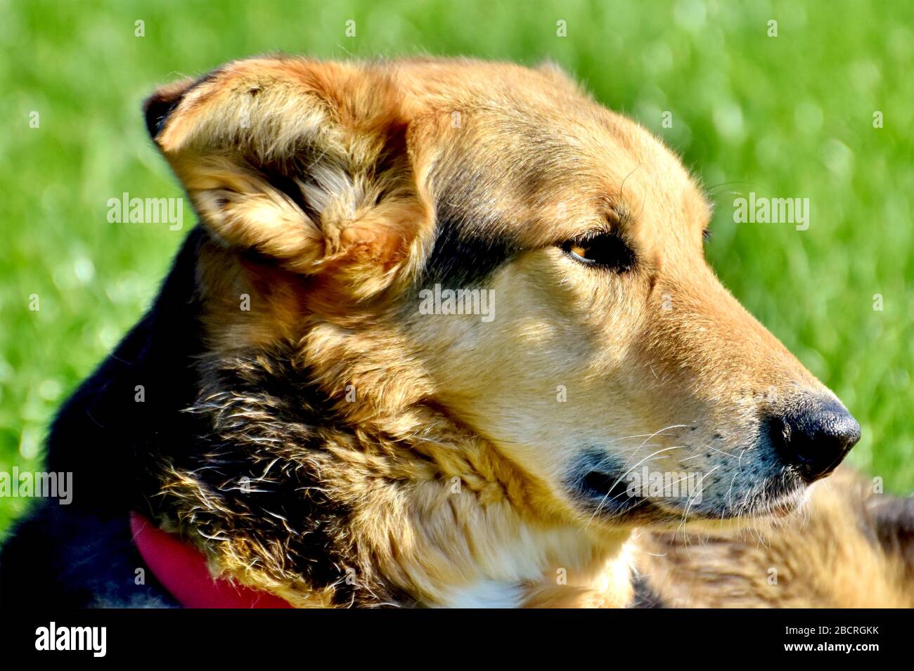 Cute and handsome dog Stock Photo - Alamy