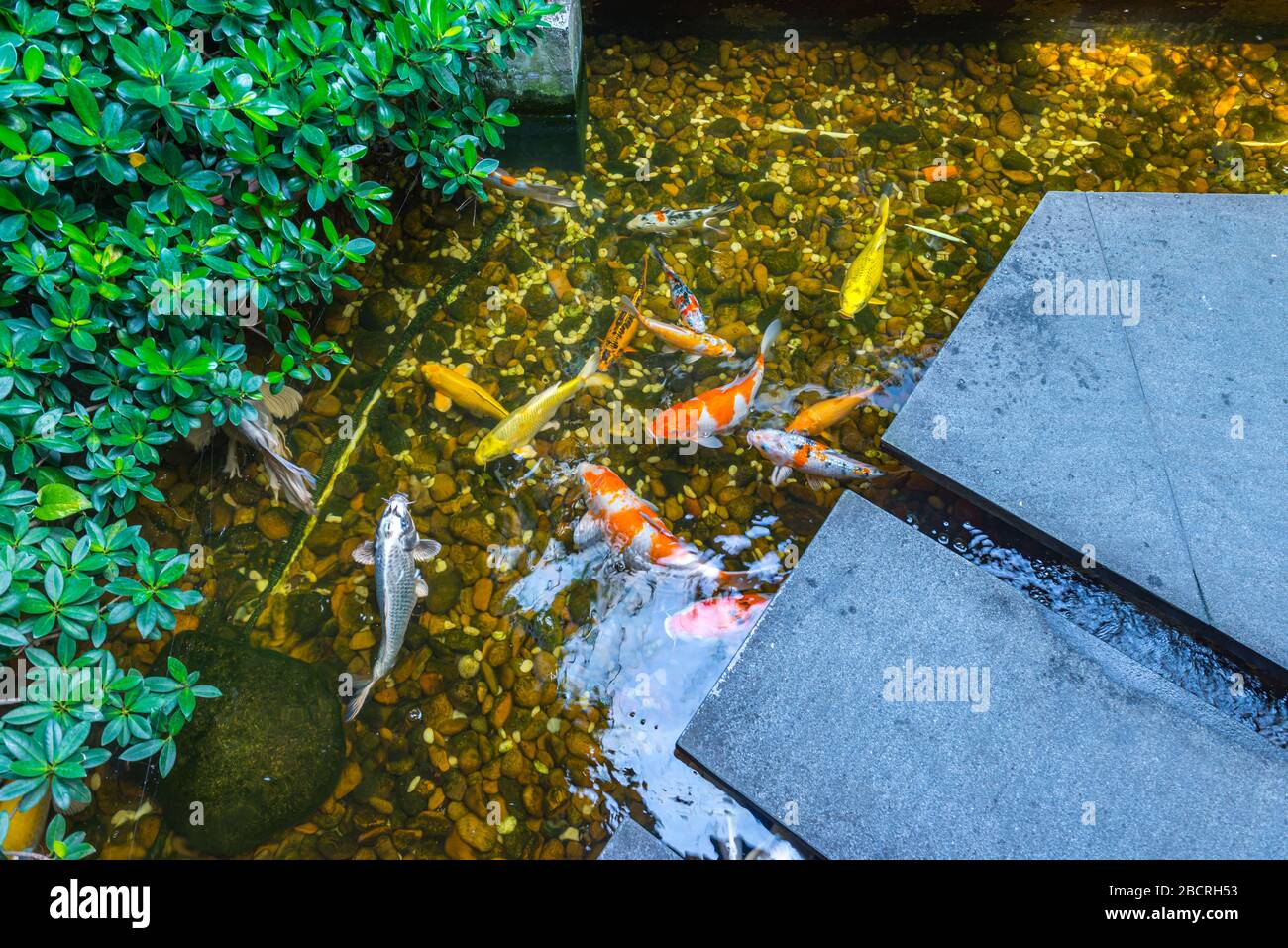 Beautiful garden with Japanese Koi fish swimming Stock Photo - Alamy