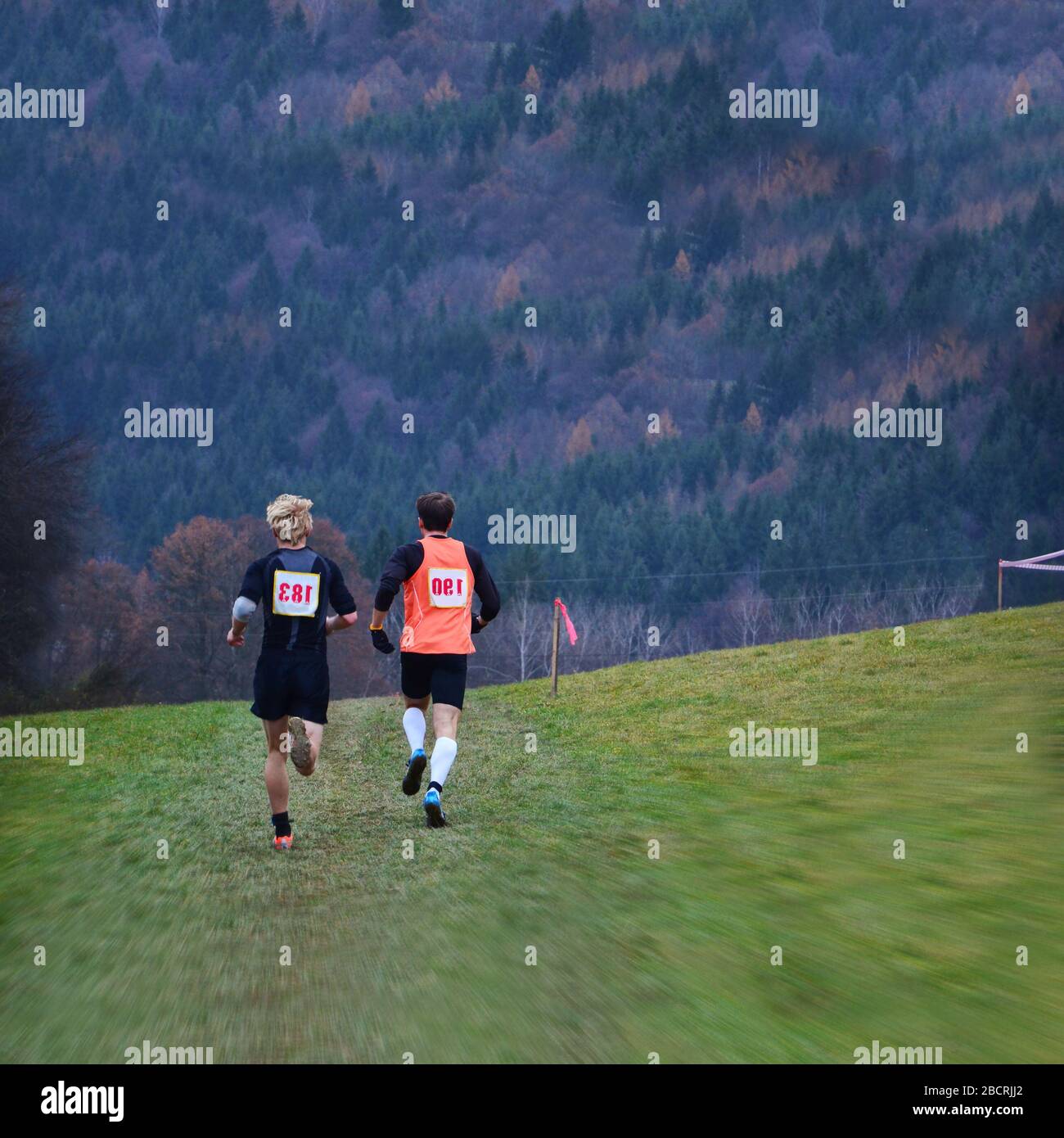 Athlete on cross country running championship in nature Stock Photo - Alamy
