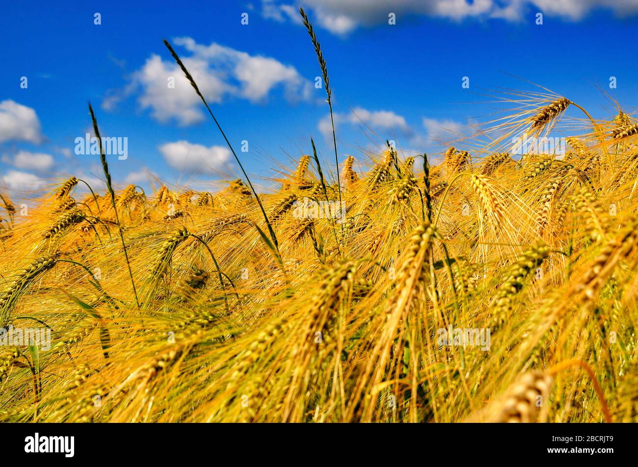Ripe grain field in the Sauerland Stock Photo - Alamy