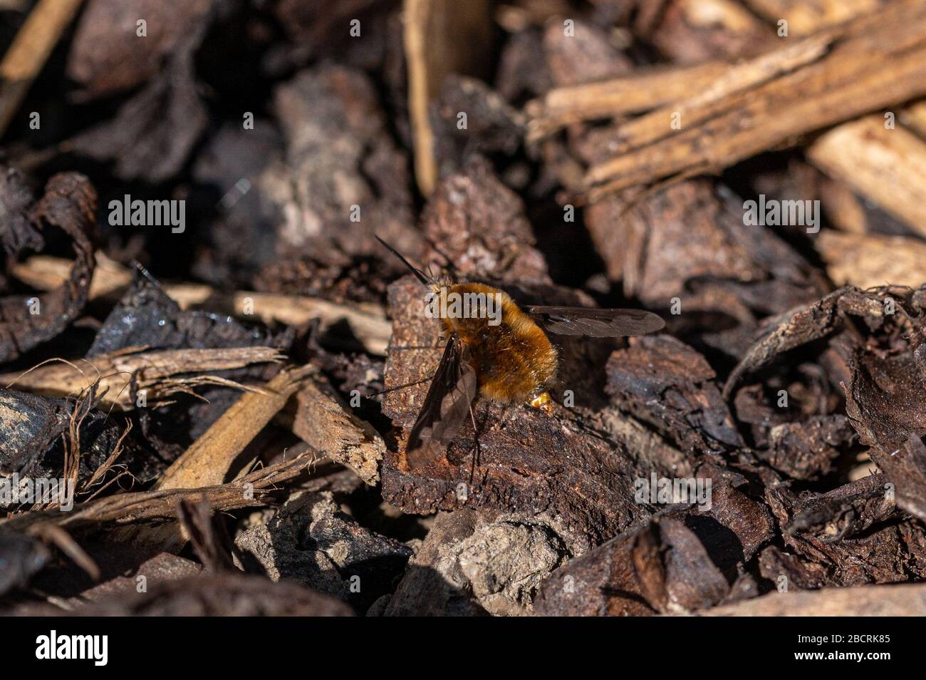 Dark-edged bee-fly, Bombylius major, laying eggs on ground tree bark ...