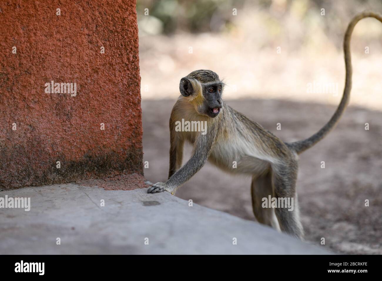 Africa, West Africa, Burkina Faso, Pô region, Nazinga national park. A ...