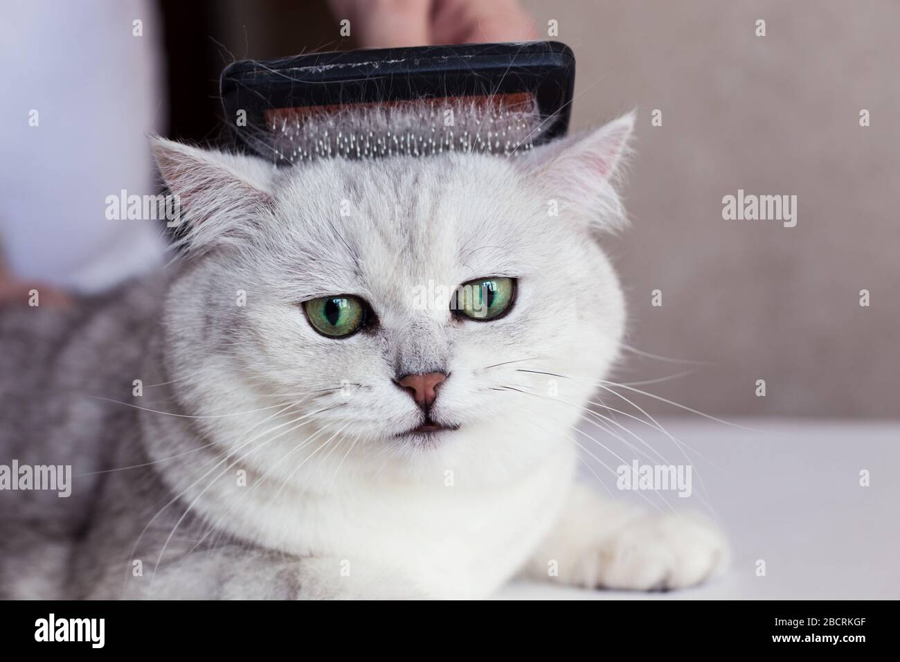 Cat grooming. Combing the hair of a beautiful british kitten. Care for ...