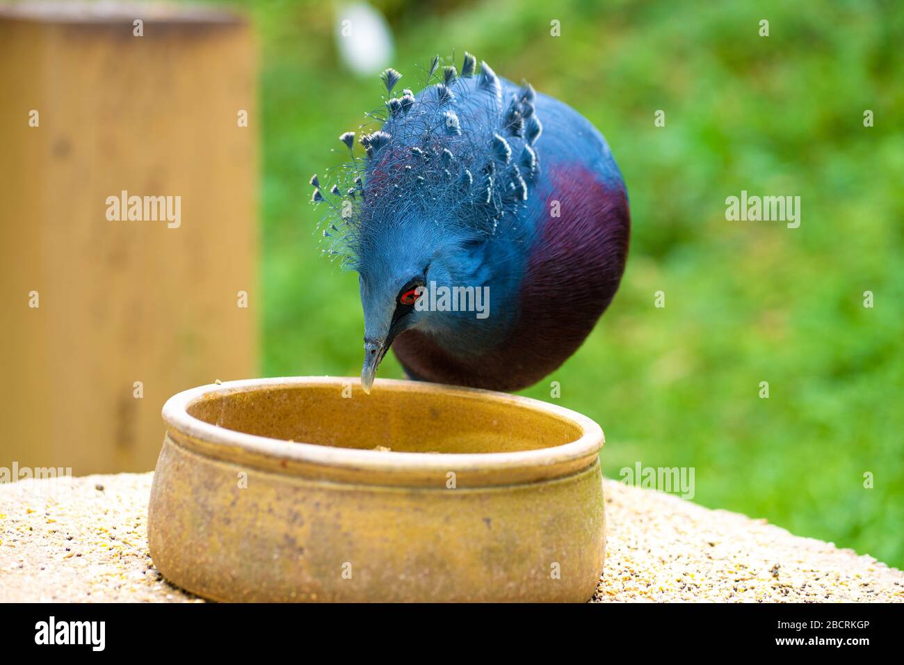 Unusual crowned dove in a green park eats from a feeding trough. Beauty ...
