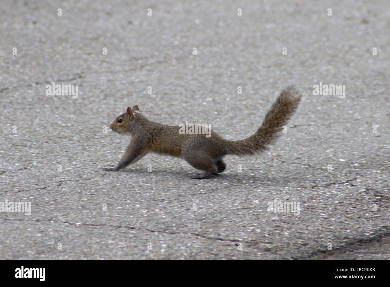 Grey squirrel running branches hi-res stock photography and images - Alamy